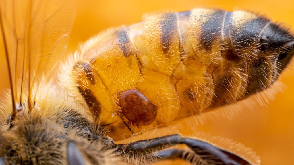 Bee Biology Focus: Varroa Destructor and Its Impact on Winter Bees ...