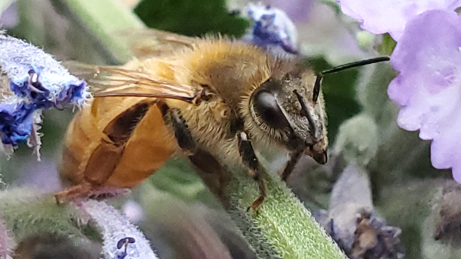 Beekeeper’s Gallery – MARYLAND STATE BEEKEEPERS ASSOCIATION, INC.