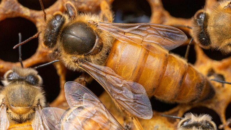 Image Gallery – MARYLAND STATE BEEKEEPERS ASSOCIATION, INC.